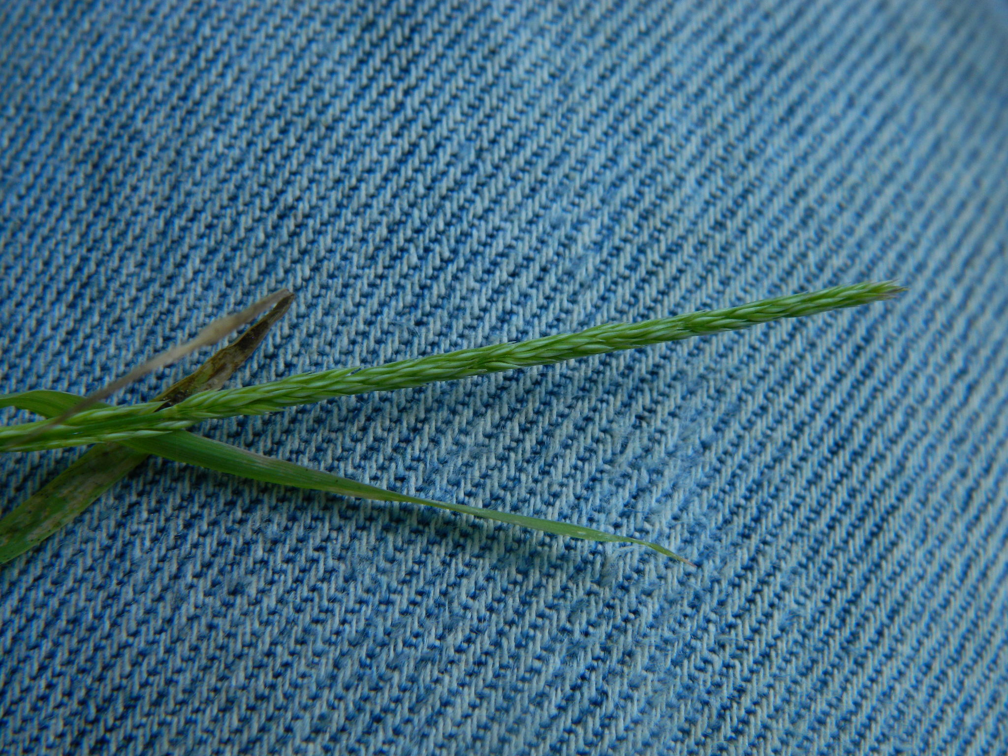 Graphephorum Desv.