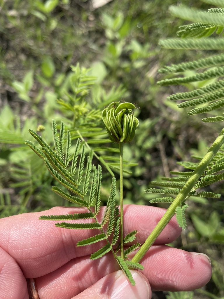 Illinois bundleflower from Alameda Ave, Duncanville, TX, US on June 25 ...