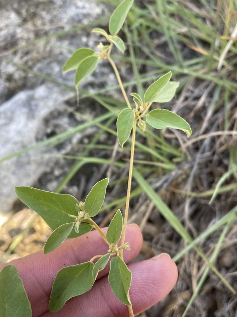 Prairie Tea from Duncanville, TX, US on June 25, 2023 at 05:40 PM by ...