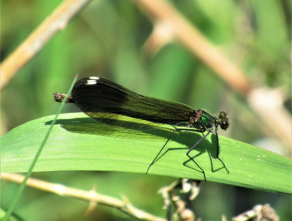 River Jewelwing from Wayne Park, Bothell, WA 98011, USA on June 25 ...