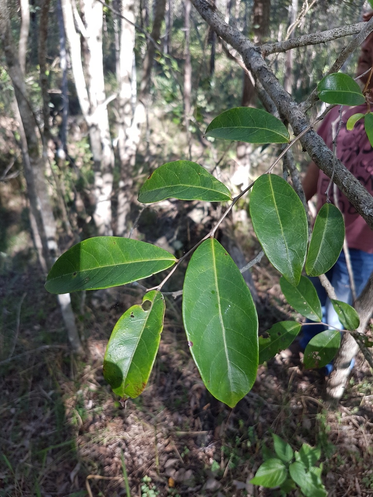 Cheese Tree in July 2017 by pcopping_ecp · iNaturalist
