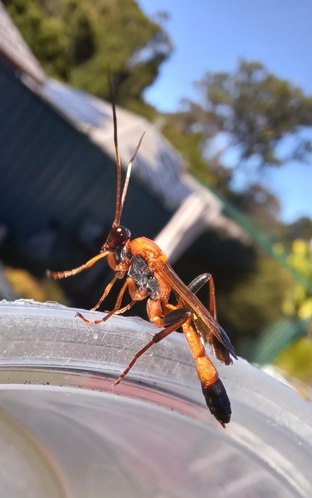 Black-tipped Orange Ichneumon Wasp from South West Rocks NSW 2431 ...