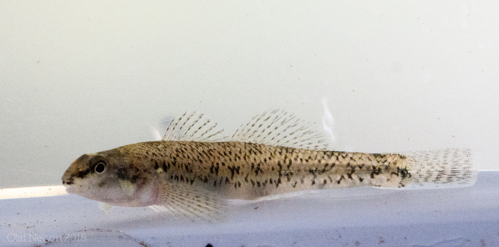 Johnny Darter from Cook County, IL, USA on September 15, 2018 at 04:22 ...