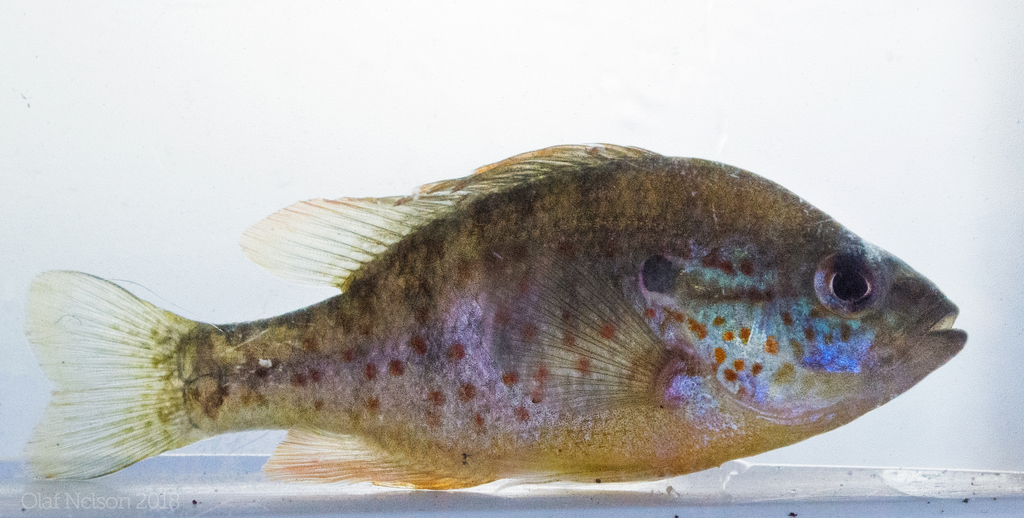 Orangespotted Sunfish from Oak Brook, IL 60523, USA on September 15 ...