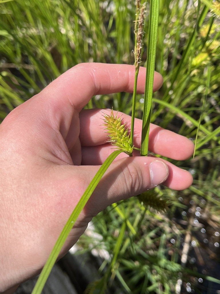 true sedges from Willamette National Forest, Blue River, OR, US on June ...