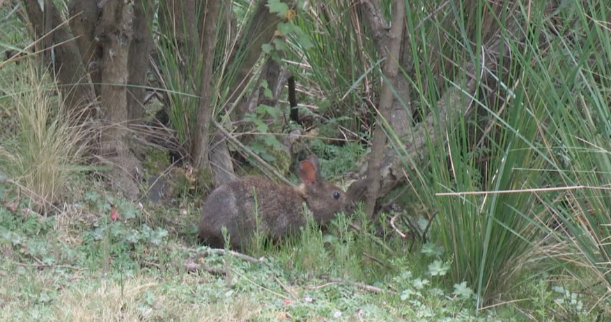 Volcano Rabbit from Amecameca, Méx., México on April 9, 2013 at 12:54 ...
