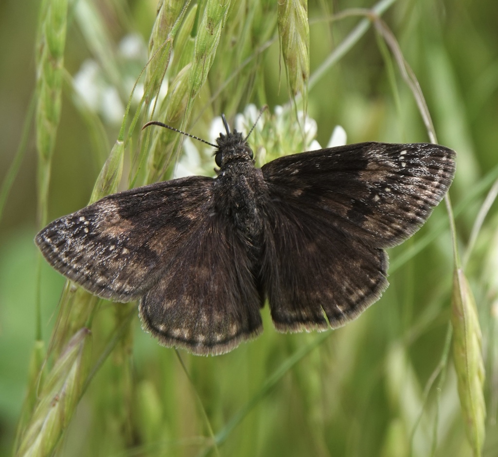 Wild Indigo Duskywing from IL-130, Charleston, IL, US on June 18, 2023 ...
