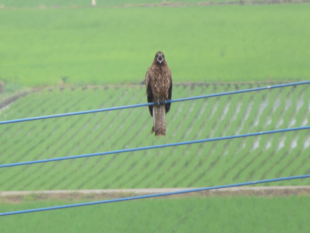 Black-eared Kite from Fujiokamachi Heya, Tochigi, 329-0315, Japan on ...