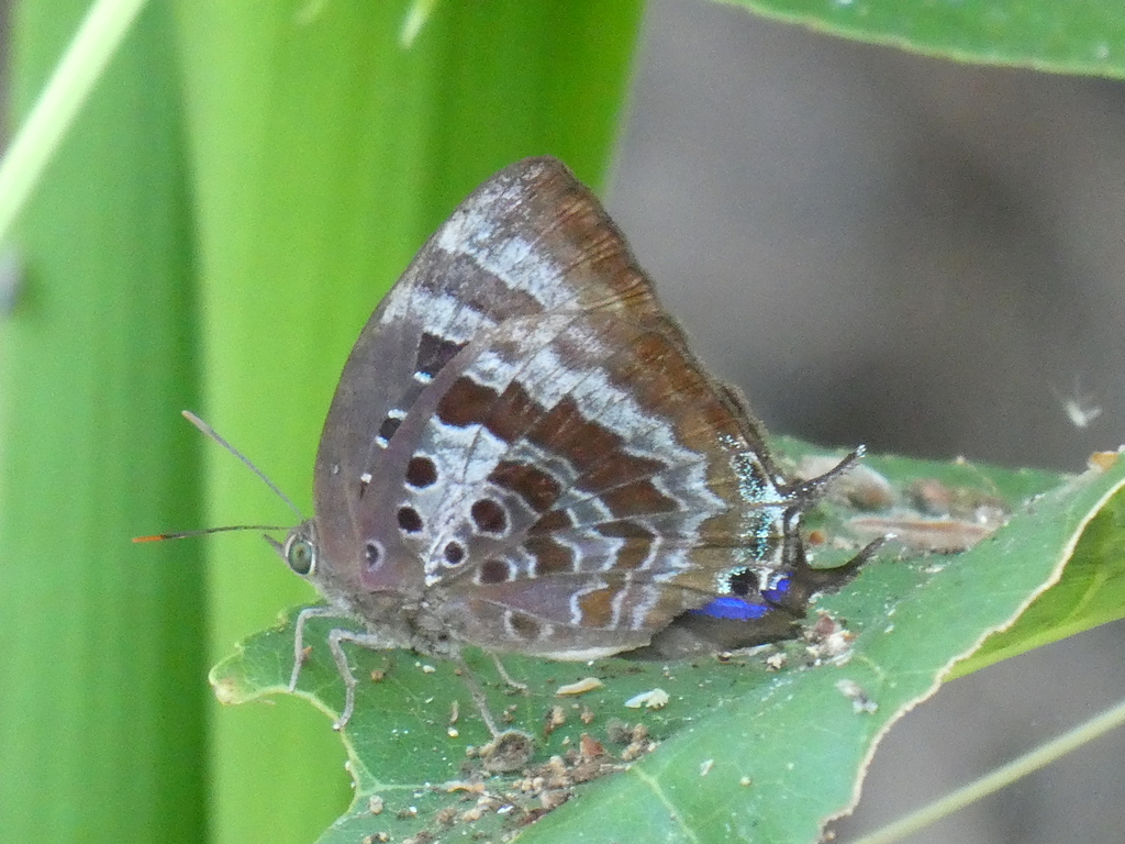 Shining Oak-blue from Middle Point NT 0822, Australia on June 26, 2023 ...