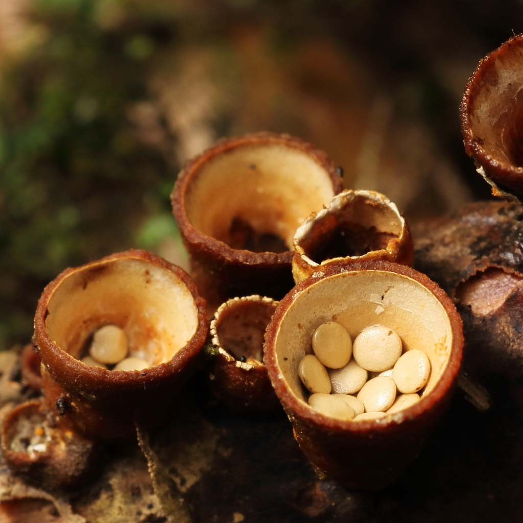 Crucibulum simile from Te Waipounamu/South Island, Waitati, Otago, NZ ...