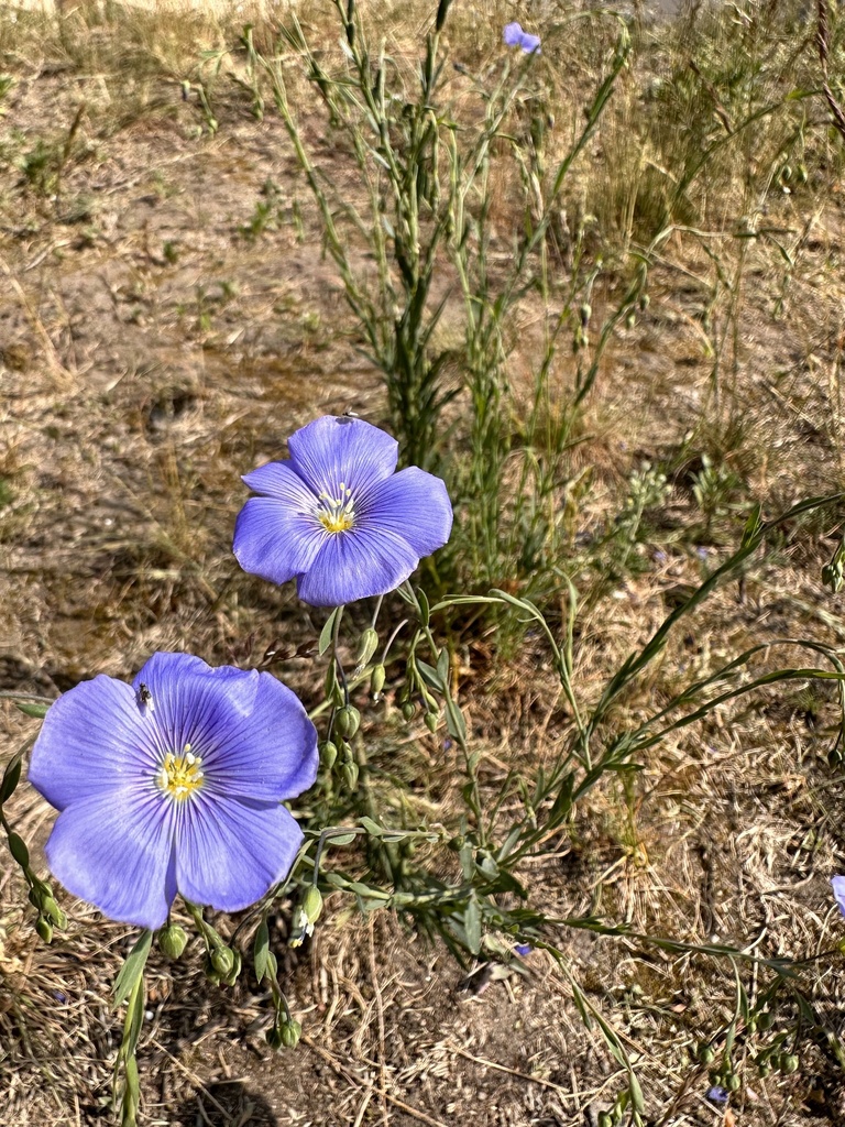 common flax from Мястровская улица, Минск, Минск, BY on June 1, 2023 at ...