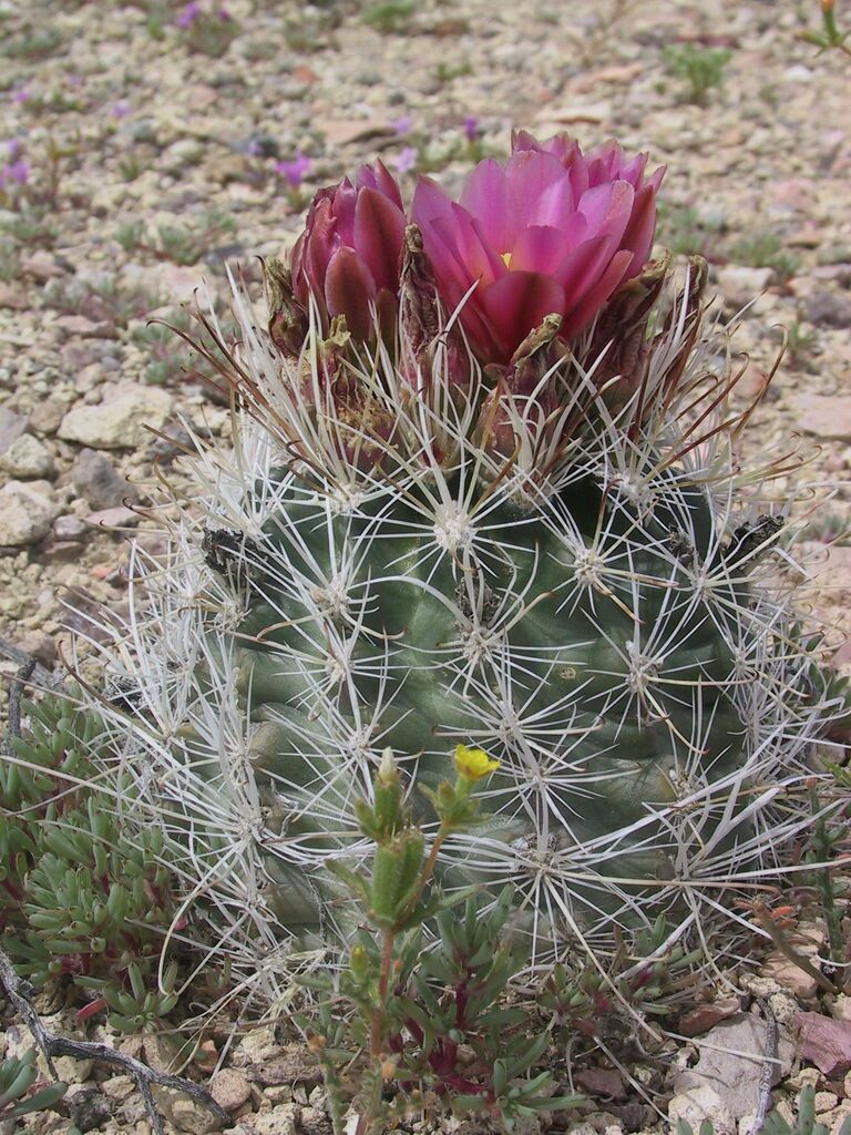 Nye County Fishhook Cactus in May 2005 by pedscl. Loc ID 99M0202 ...