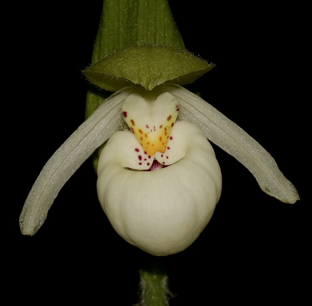 Sparrow's-egg Lady's Slipper from Duck Lake No. 463, SK, CA on June 25 ...