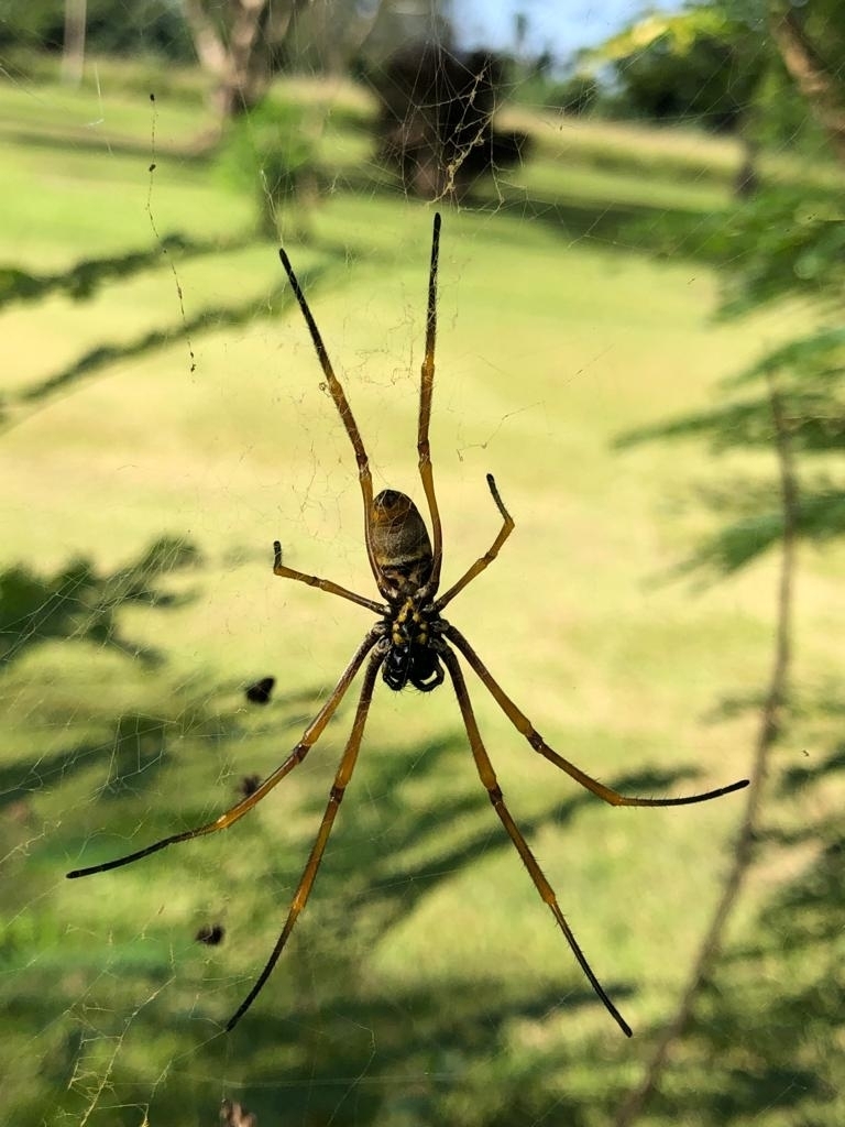 Tiger Spider from Vanuatu on June 26, 2023 by Shelomi Doyle · iNaturalist