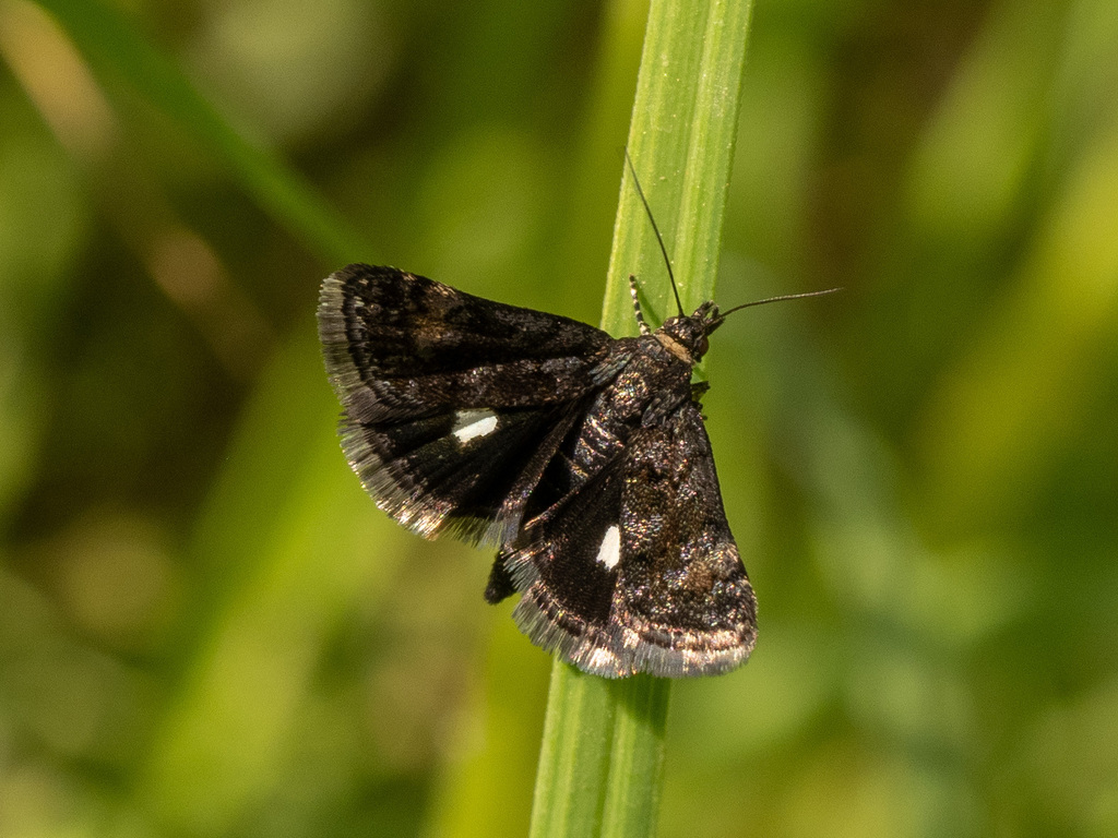 Heliothela nigralbata from 中国北京市海淀区颐和园路5号 邮政编码: 100871 on May 18, 2023 ...