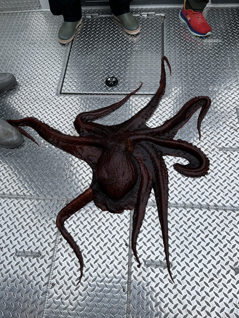 Giant Pacific Octopus from Gulf of Alaska, AK, US on June 24, 2023 at ...