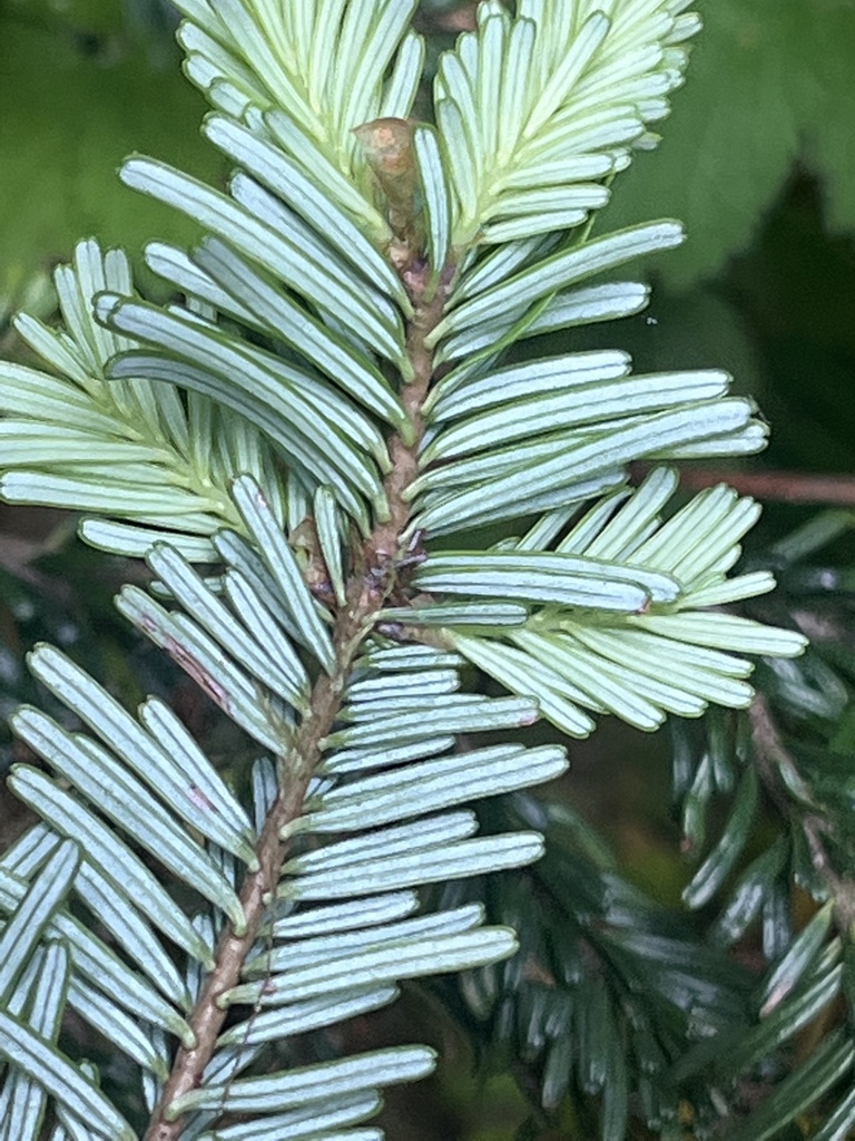 Pacific silver fir from Olympic National Park, Hoodsport, WA, US on ...