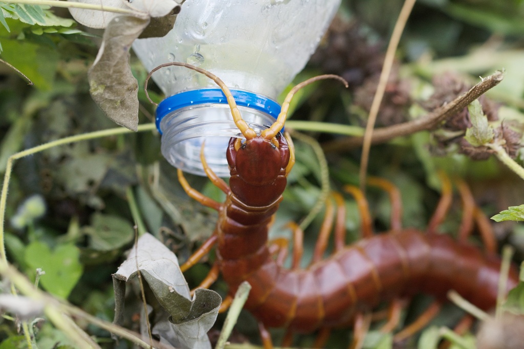 Caribbean Giant Centipede from Paraíso, 81000, Dominikánská republika ...