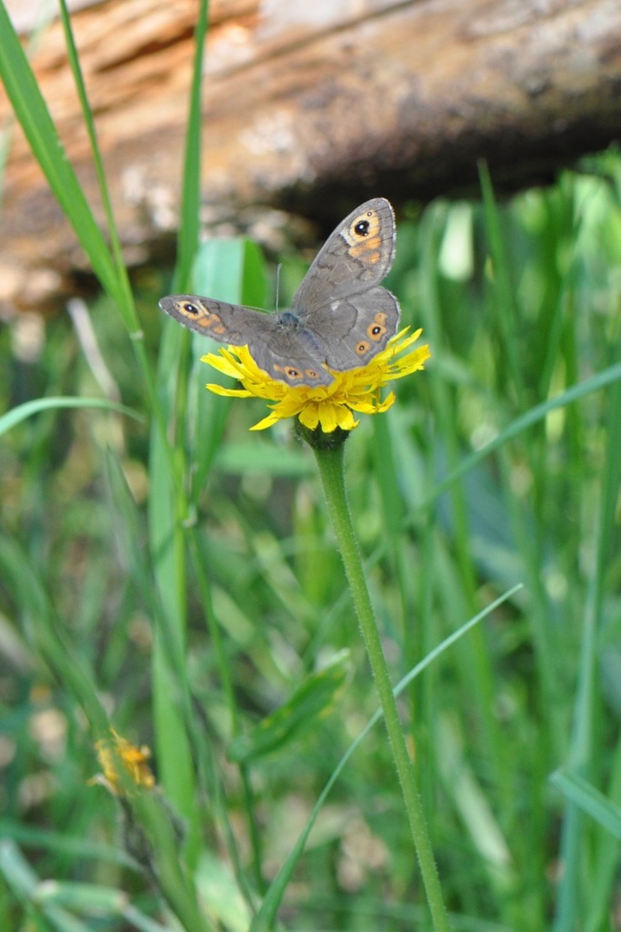 Northern Wall Brown from Autonome Provinz Bozen - Südtirol, Italien on ...