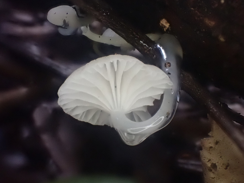 Austral Dripping Bonnet in June 2023 by synch_ · iNaturalist