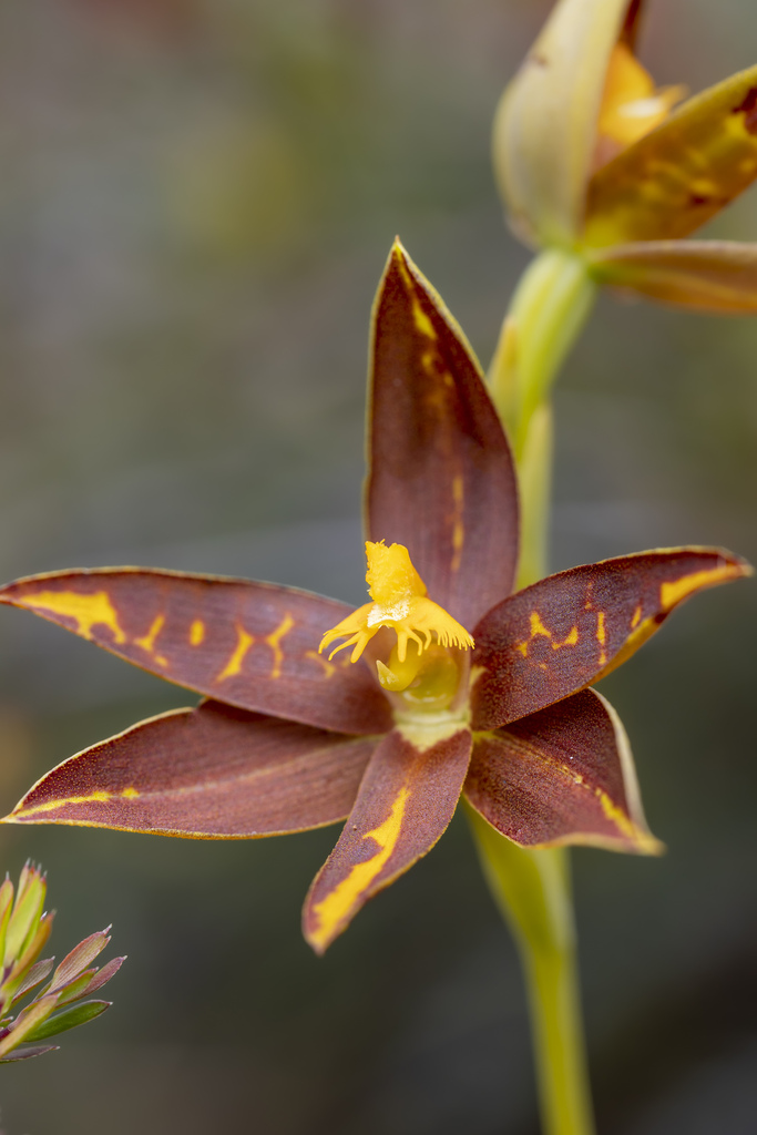 Jackson's Sun Orchid in December 2022 by Clarissa Human · iNaturalist