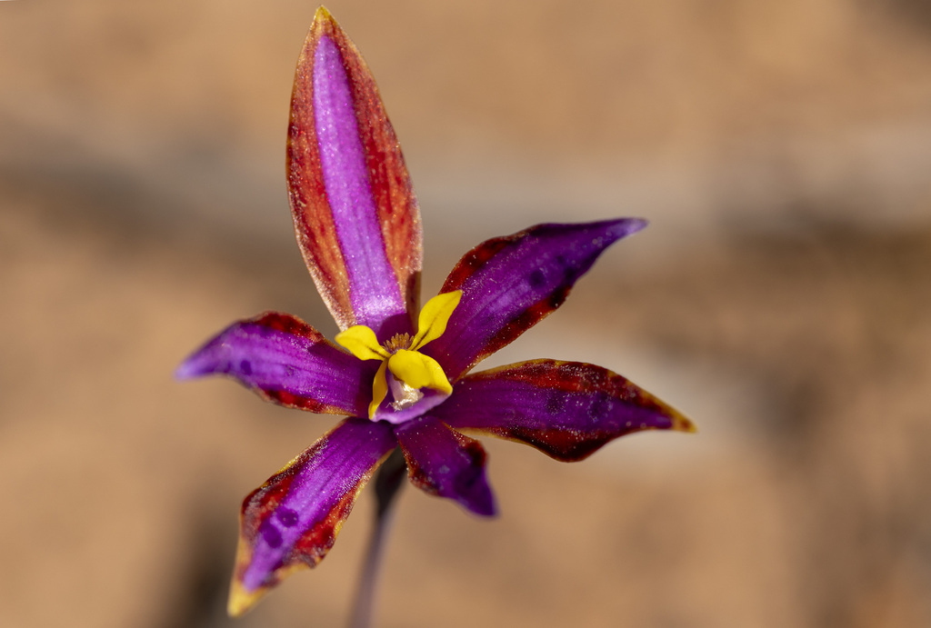 eastern Queen of Sheba in September 2022 by Clarissa Human · iNaturalist