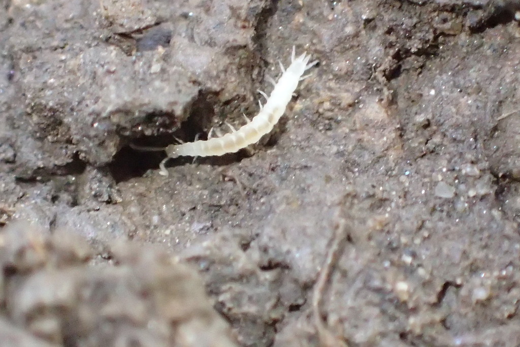 Scutigerellidae in December 2018 by Ron Matsumoto. Under stepping stone ...