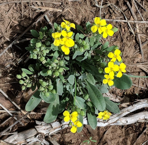 White Mountain Bladderpod (Physaria pinetorum) · iNaturalist