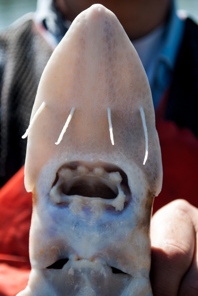 Sturgeons (Acipenseridae) - Marine Life Identification