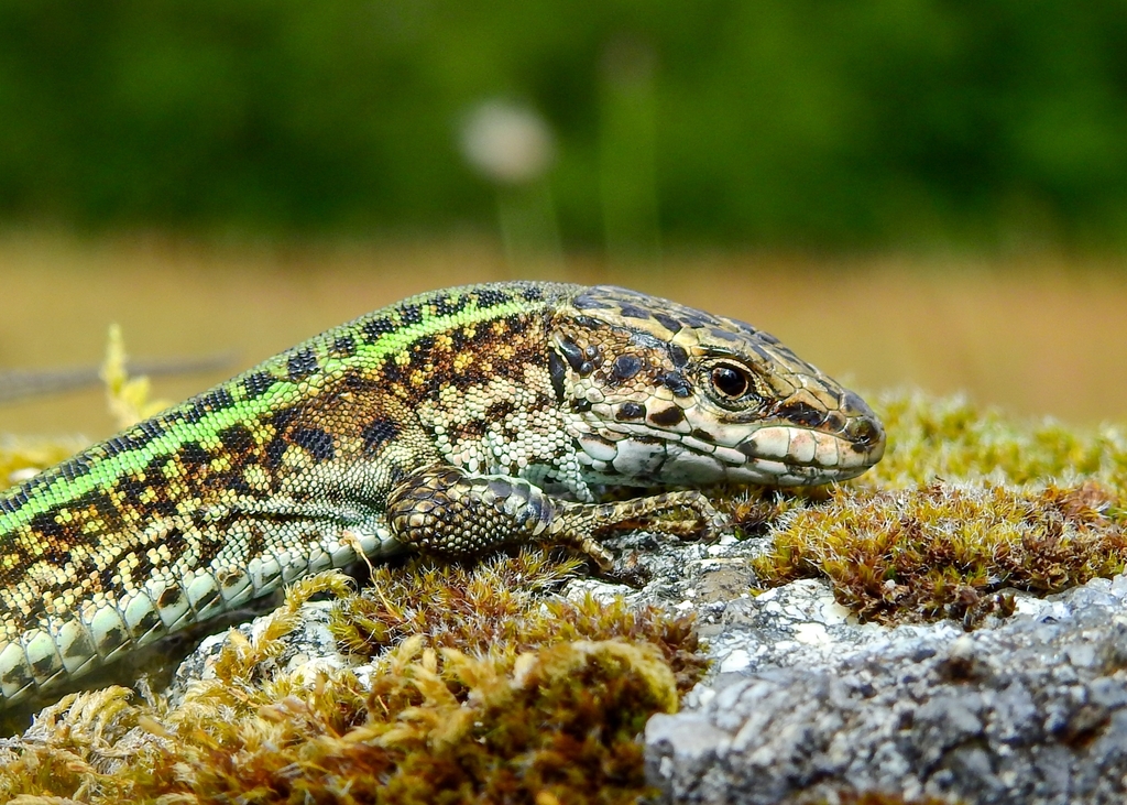 Bocage's Wall Lizard from Alcobaça, Lamas de Mouro, Portugal on June 25 ...