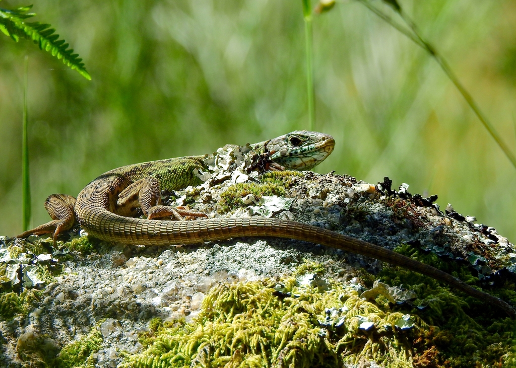 Iberian Emerald Lizard from Alcobaça, Lamas de Mouro, Portugal on June ...