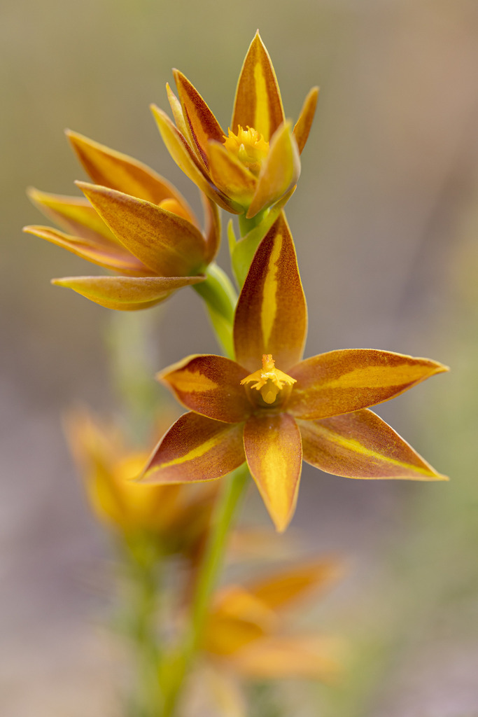 York sun orchid in November 2022 by Clarissa Human · iNaturalist