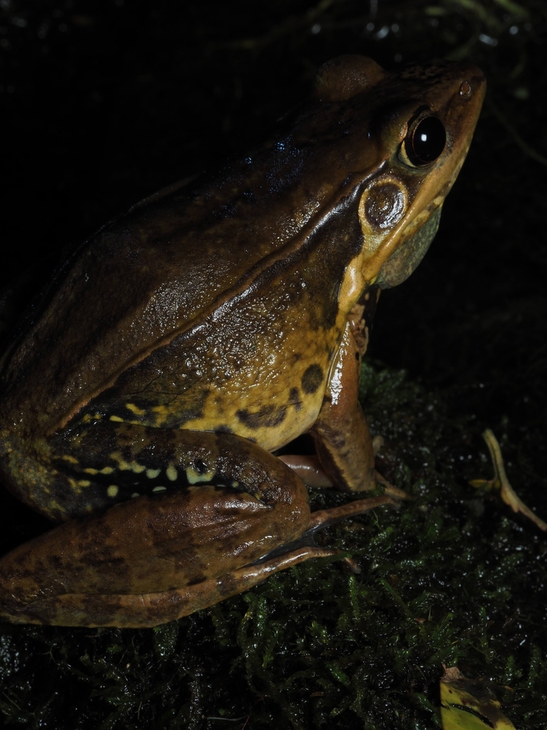 Guenther's Frog from 松仔園 on June 21, 2023 at 08:35 PM by SAMME ...