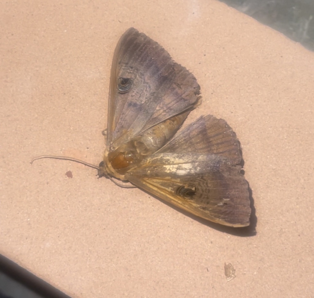 Southern Moon Moth from Kulin Dr, Kilmore, VIC, AU on June 26, 2023 at ...