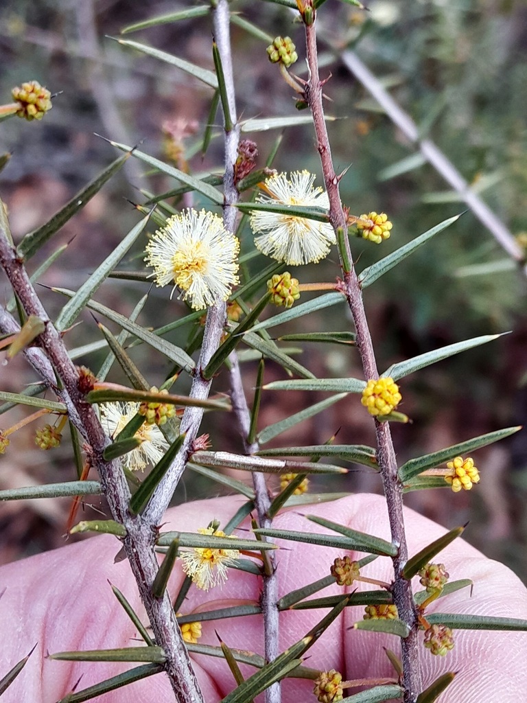 juniper wattle from Gardens of Stone SCA NSW 2790, Australia on June 26 ...