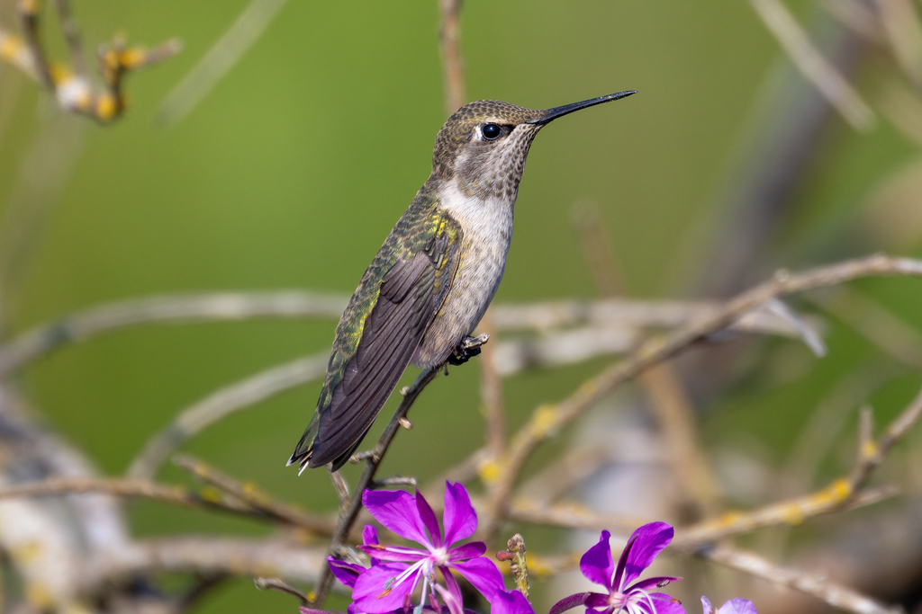 Anna's Hummingbird from Delta, BC, Canada on June 23, 2023 at 08:05 AM ...