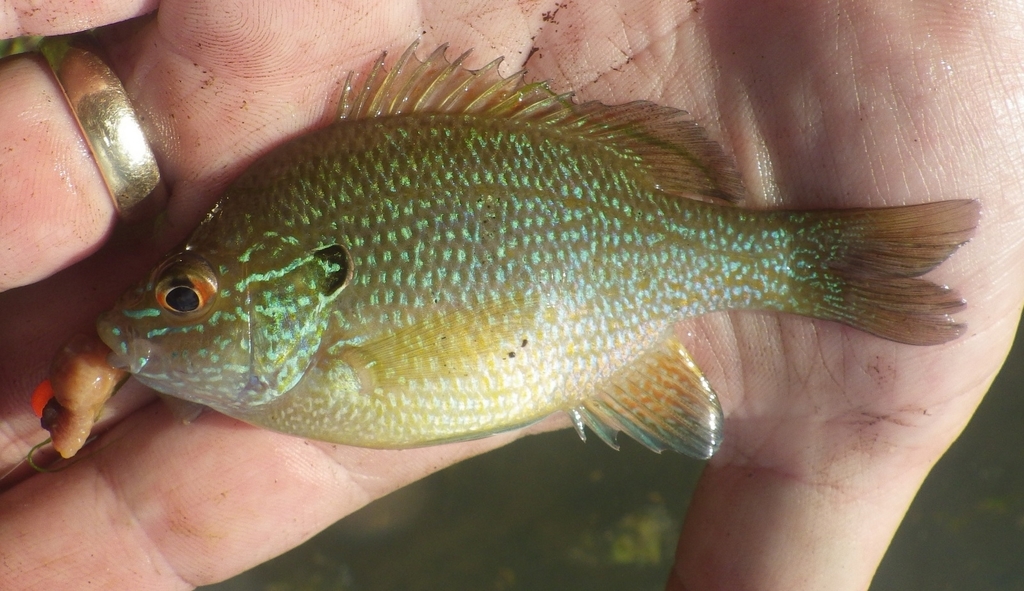 Dollar Sunfish from Poplar Bluff, MO 63901, USA on June 12, 2017 at 05: ...