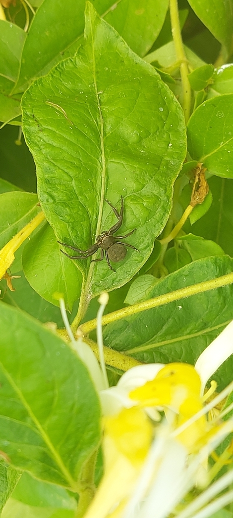 Crab Spiders from La Ferté-Macé, France on June 26, 2023 at 01:51 PM by ...