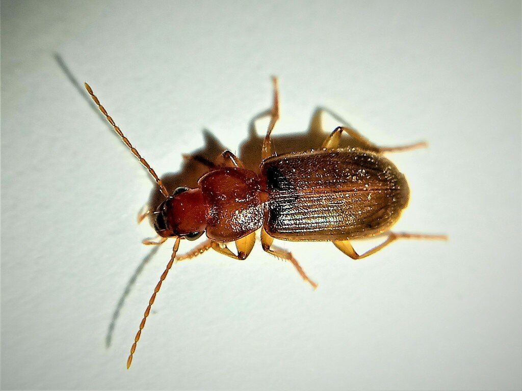 Harpalini from Lechaio 200 11, Greece on June 24, 2023 at 12:00 PM by ...