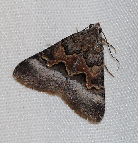 Mayan Moth (Tytroca metaxantha) · iNaturalist