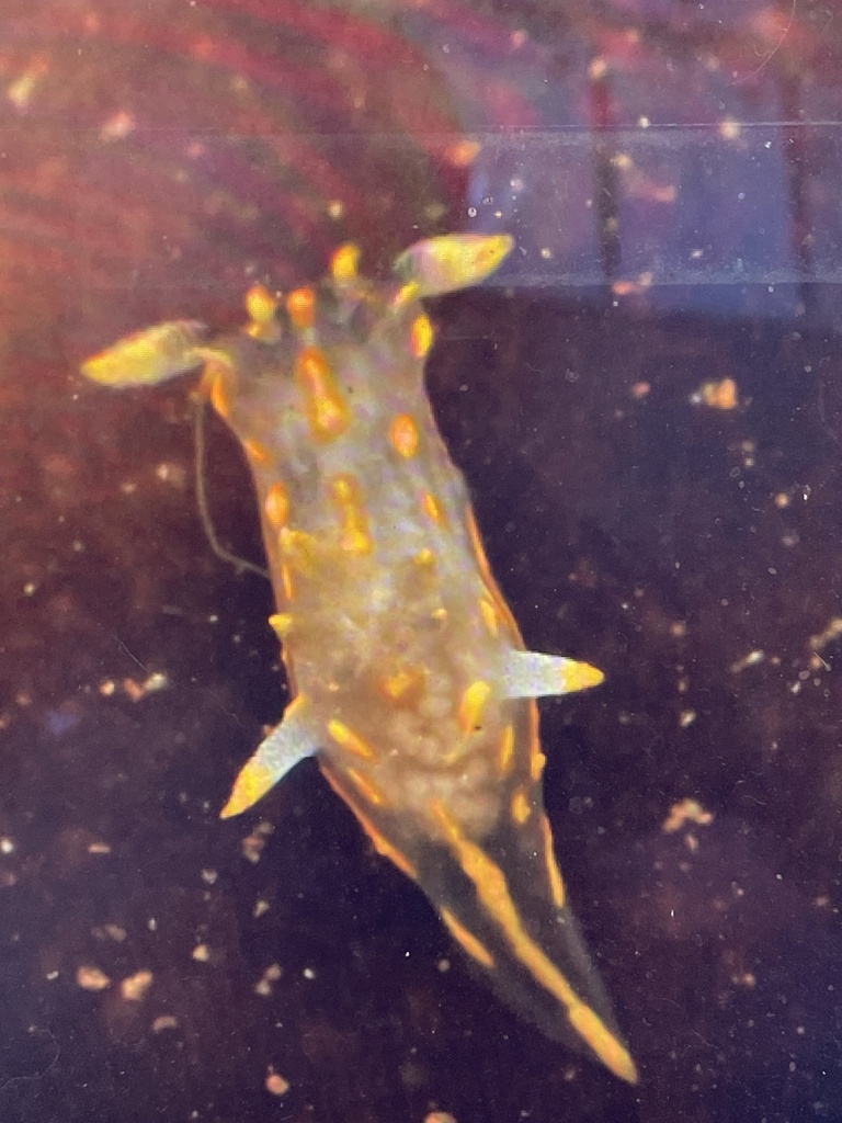 Four-lined Polycera from Όρμος Σούδας, Κρήτη, GR on June 26, 2023 at 02 ...