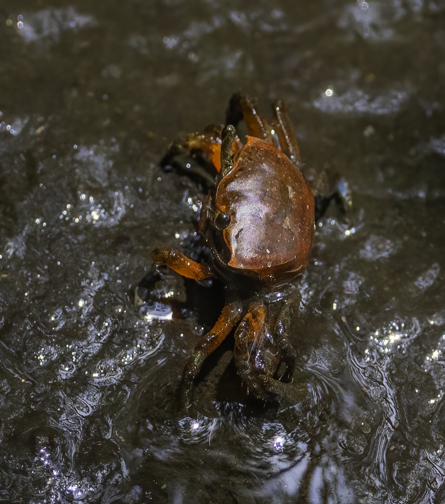 Mudflat Fiddler Crab from Frenchman's Forest Natural Area 12201 ...