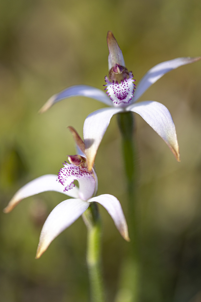 Candy orchid from Mocardy WA 6603, Australia on August 20, 2022 at 01: ...