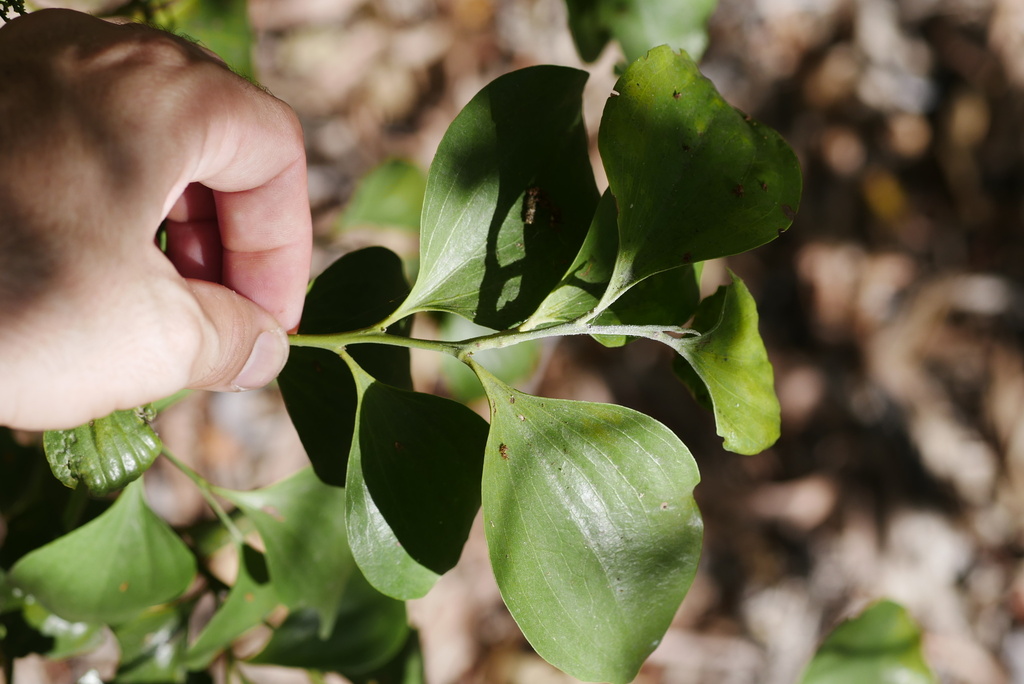 Broad Leaved Native Cherry from Airdmillan, QLD, AU on June 26, 2023 at ...