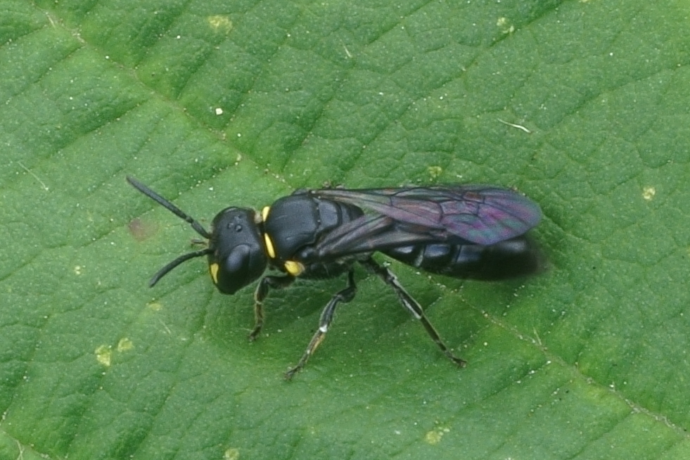 Maori Masked Bee from Haywards, Lower Hutt, Neuseeland on December 22 ...