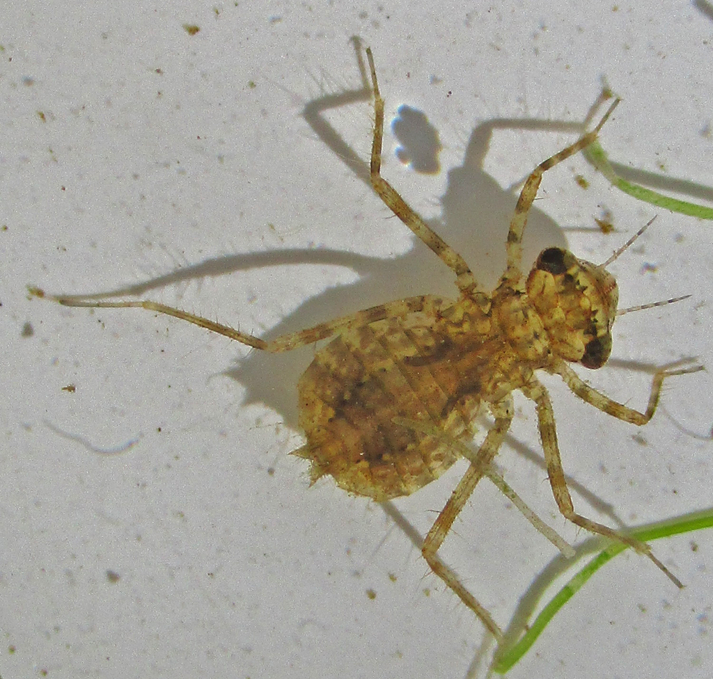 Skimmers from Serowe Botswana on June 25, 2023 by Botswanabugs. nymph ...