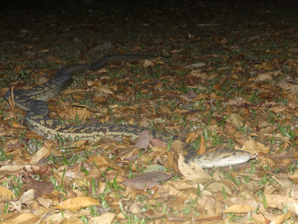 Australian Scrub Python from Julatten QLD 4871, Australia on November ...