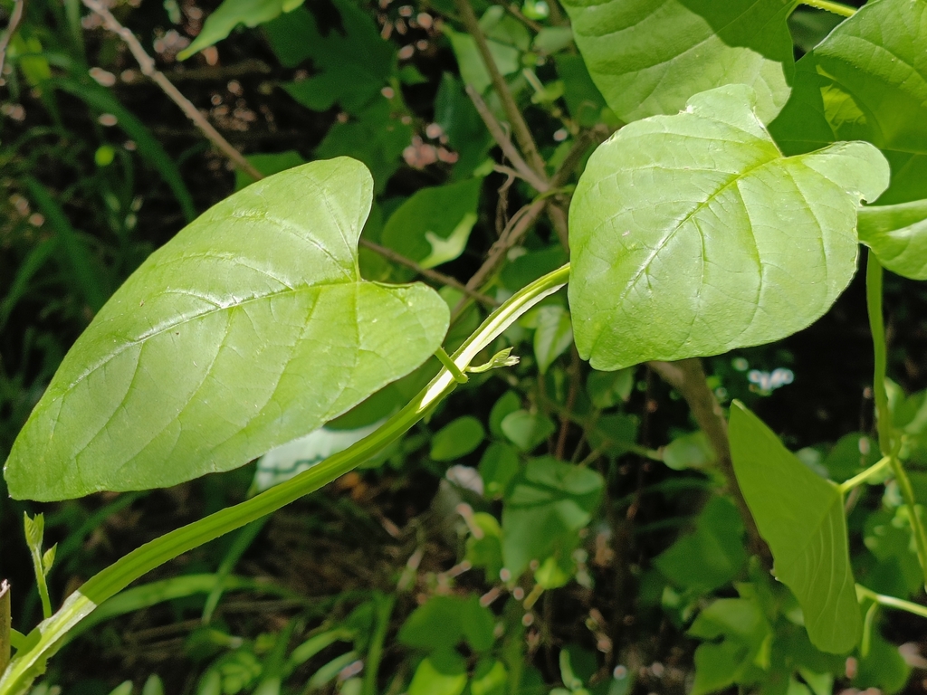 Turpeth from 900台灣屏東縣屏東市大洲里 on June 26, 2023 at 10:32 AM by ysc94611 ...