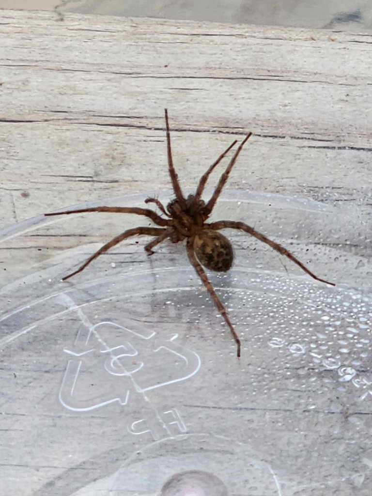 Barn Funnel Weaver from Milford, OH 45150, USA on June 26, 2023 at 08: ...