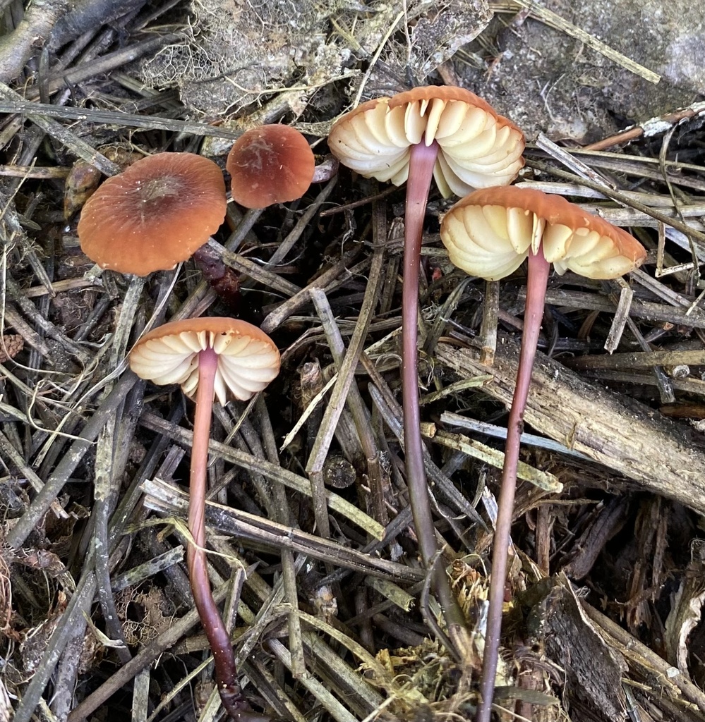 red pinwheel from Boise National Forest, Cascade, ID, US on June 25 ...